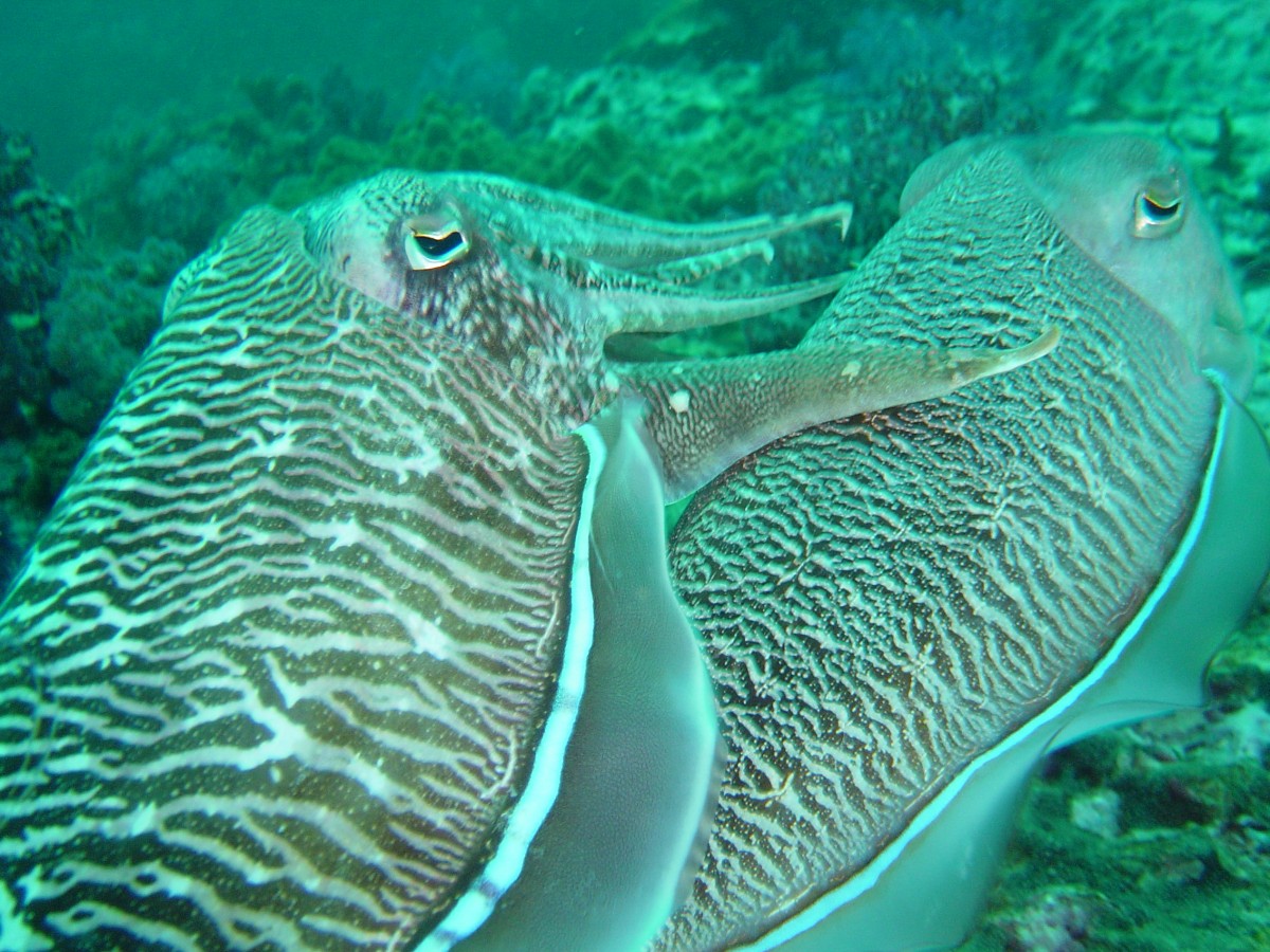 Cuttlefish - Marine Life in Thailand - Diving in Phuket Thailand