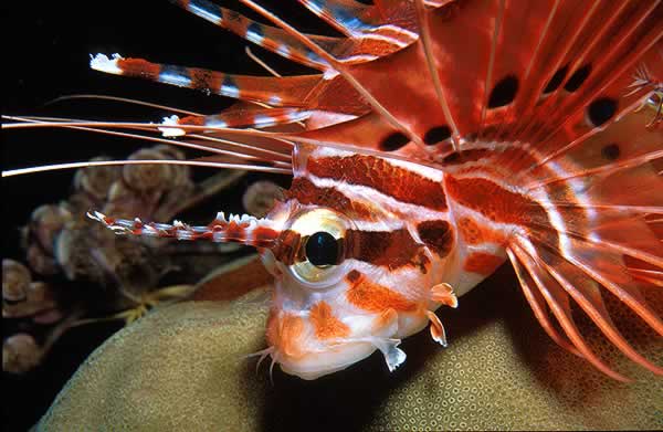 Lion Fish - Fishes of Thailand by Colona Liveaboards Thailand